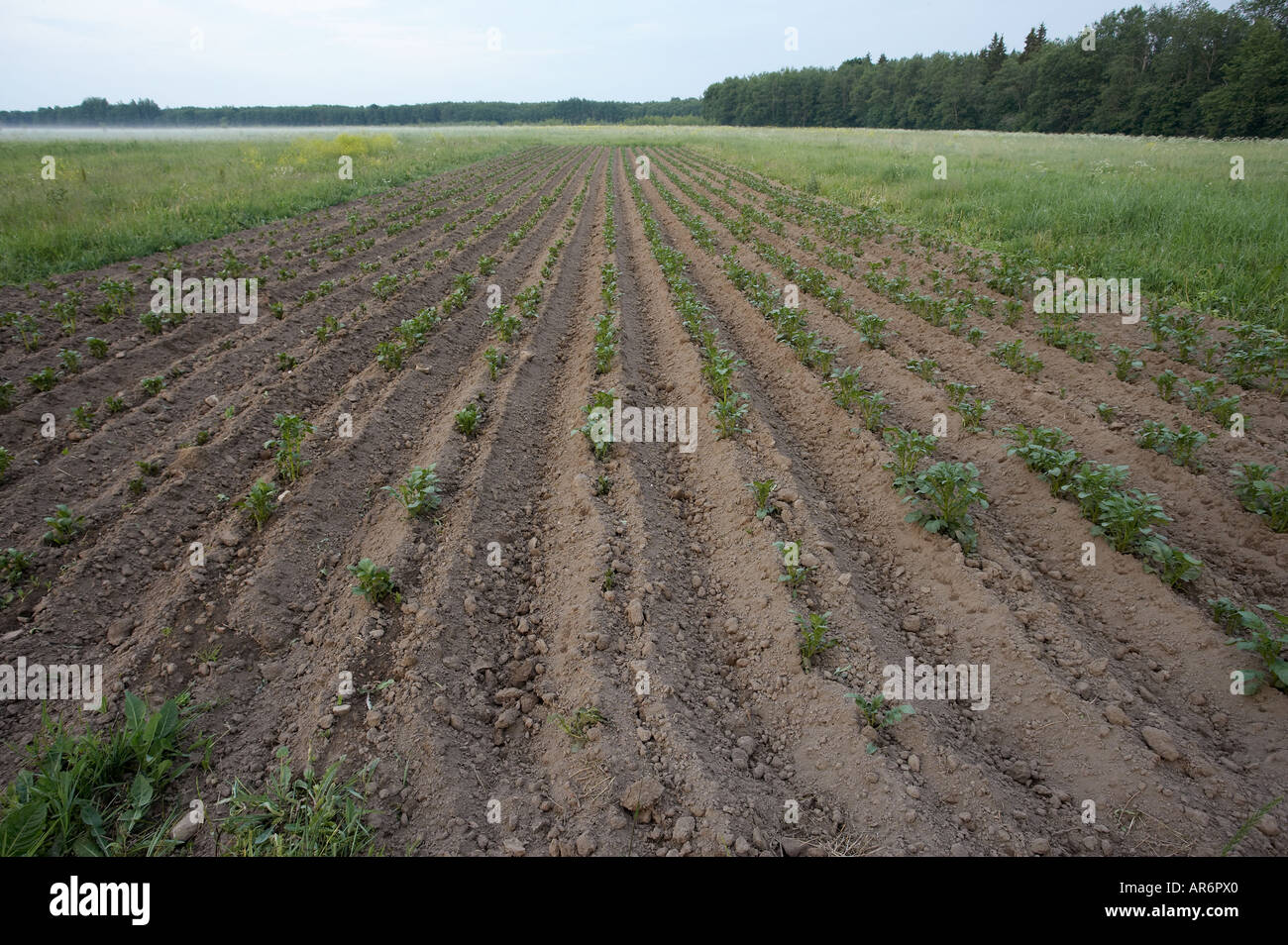 Potato field in spring Stock Photo - Alamy