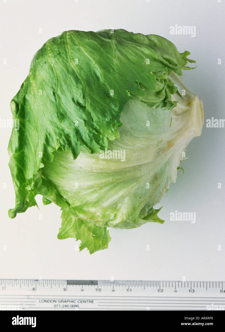 An iceberg lettuce Stock Photo - Alamy