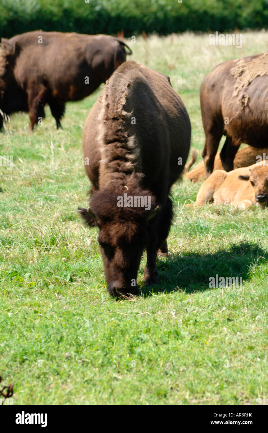 Bison being farmed for low fat meat Wiltshire UK Stock Photo - Alamy