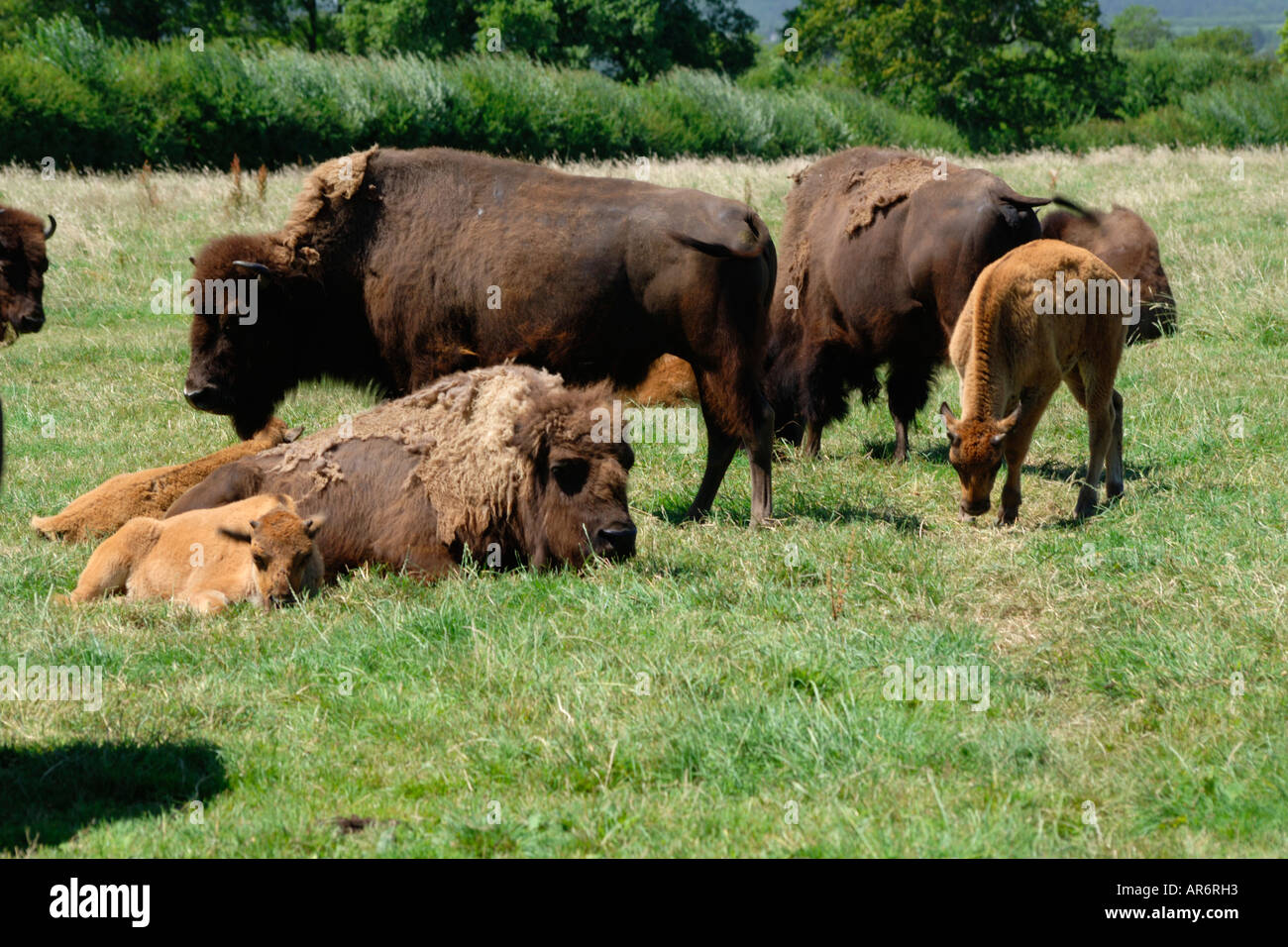 Bison being farmed for low fat meat Wiltshire UK Stock Photo - Alamy