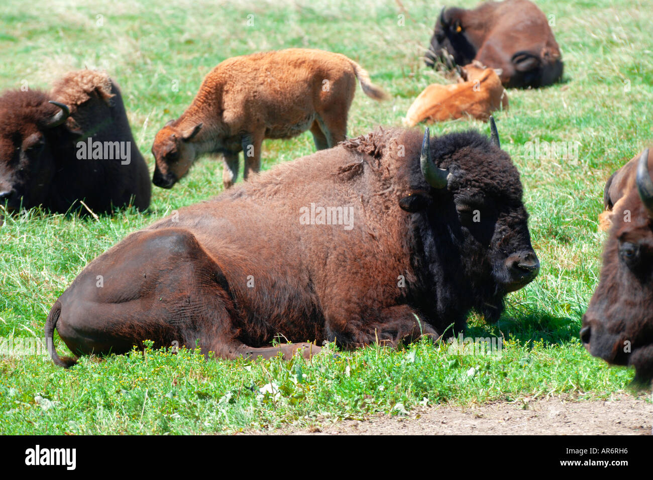 Bison being farmed for low fat meat Wiltshire UK Stock Photo - Alamy