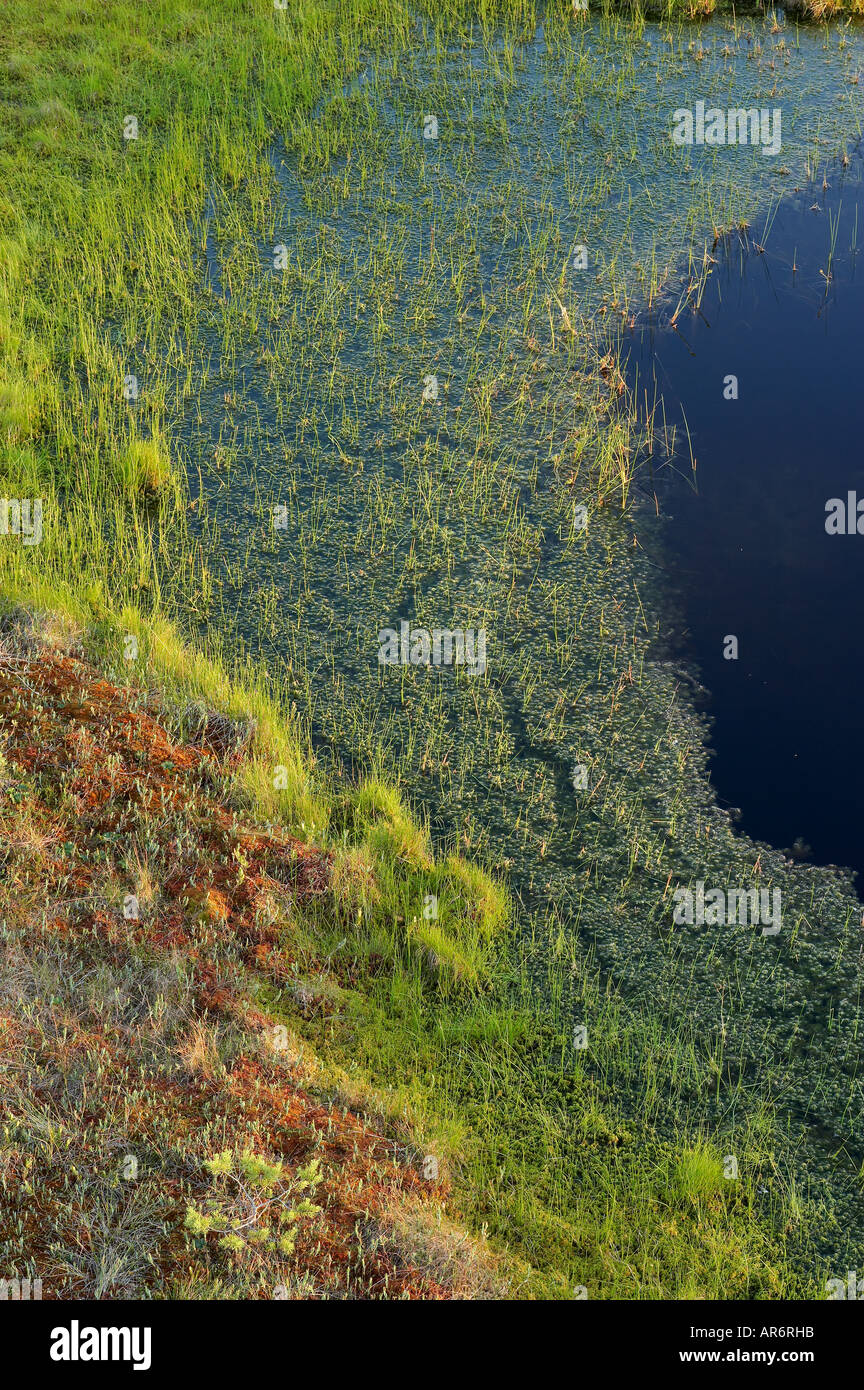 Vegetation at the edge of a bog pool Stock Photo - Alamy
