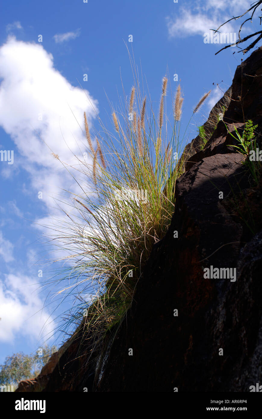 Grass growing in rocky hi-res stock photography and images - Alamy