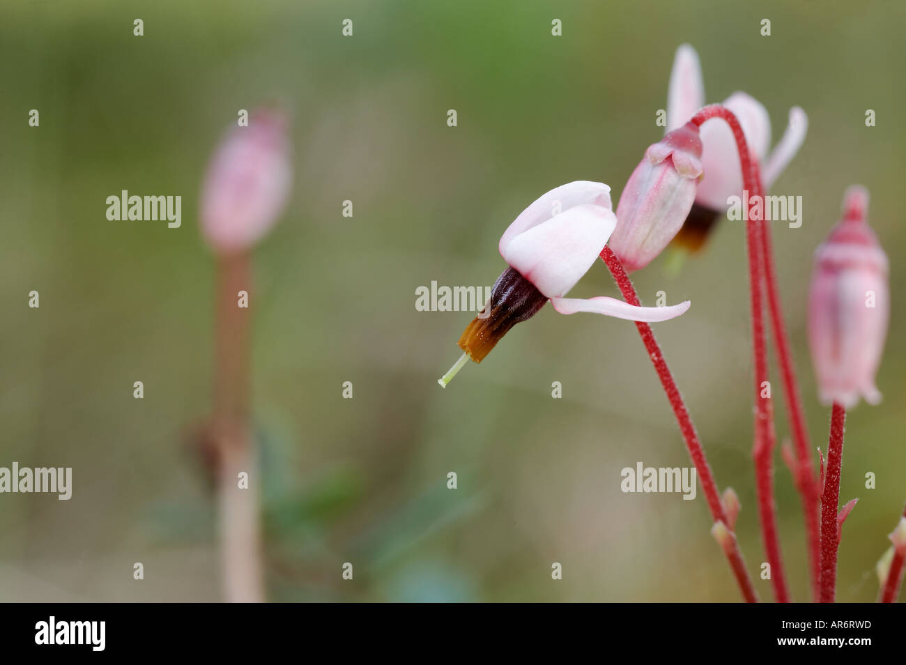 Common cranberry flowers Stock Photo - Alamy