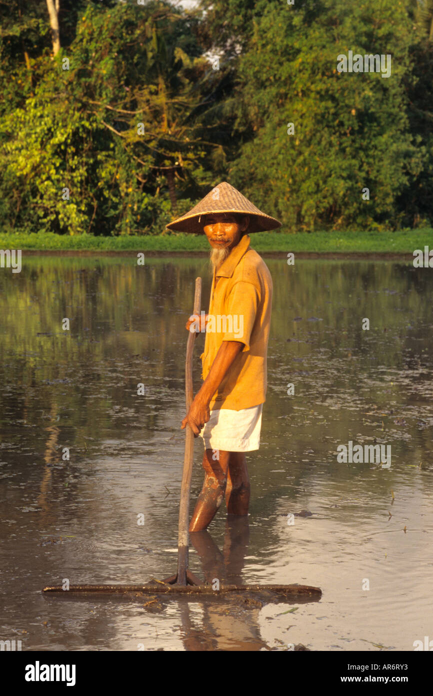 Old man doing traditional rice paddie farming with straw hat in flooded ...