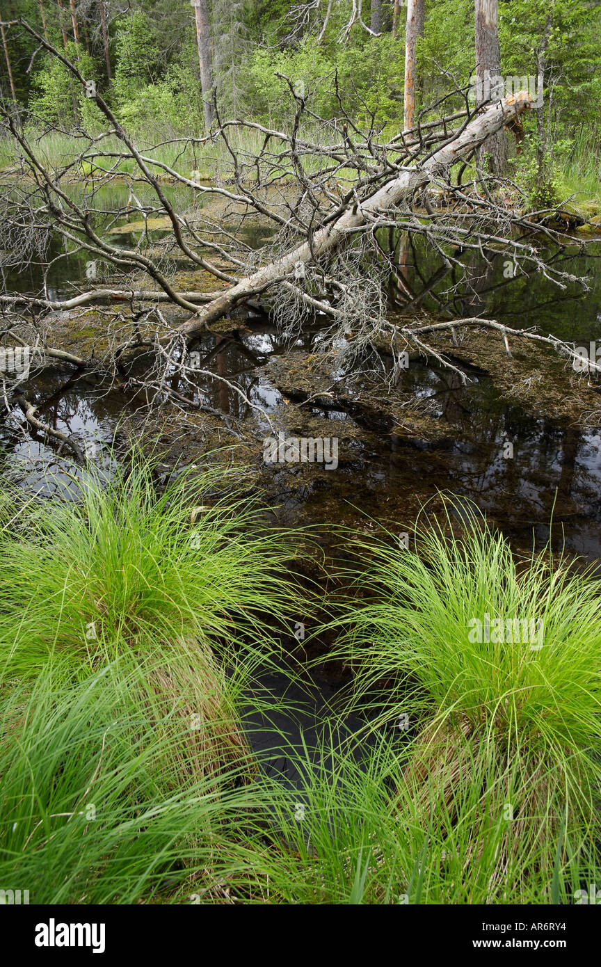 Fallen trees across water hi-res stock photography and images - Alamy