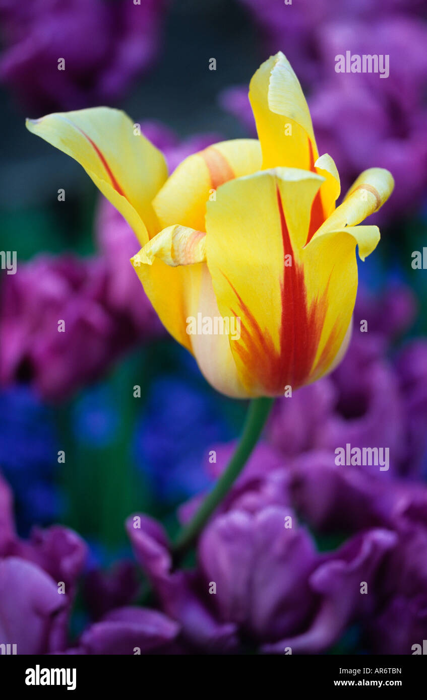 Tulip hocus pocus hi-res stock photography and images - Alamy