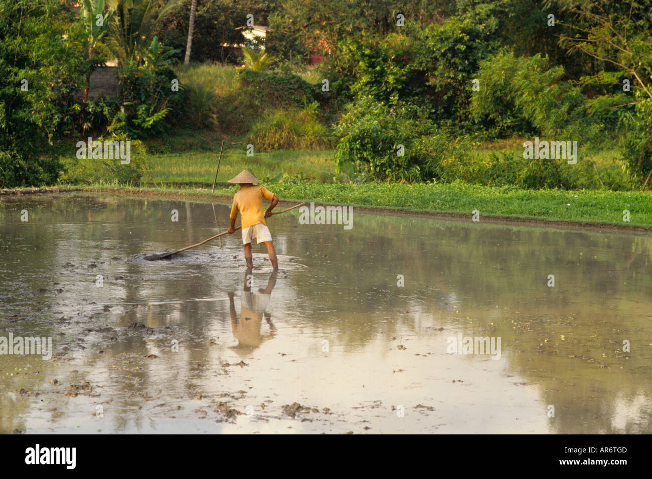 Old man doing traditional rice paddie farming with straw hat in flooded ...