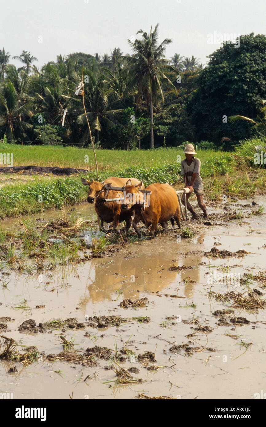 Old man doing traditional rice paddie farming with straw hat and oxen ...