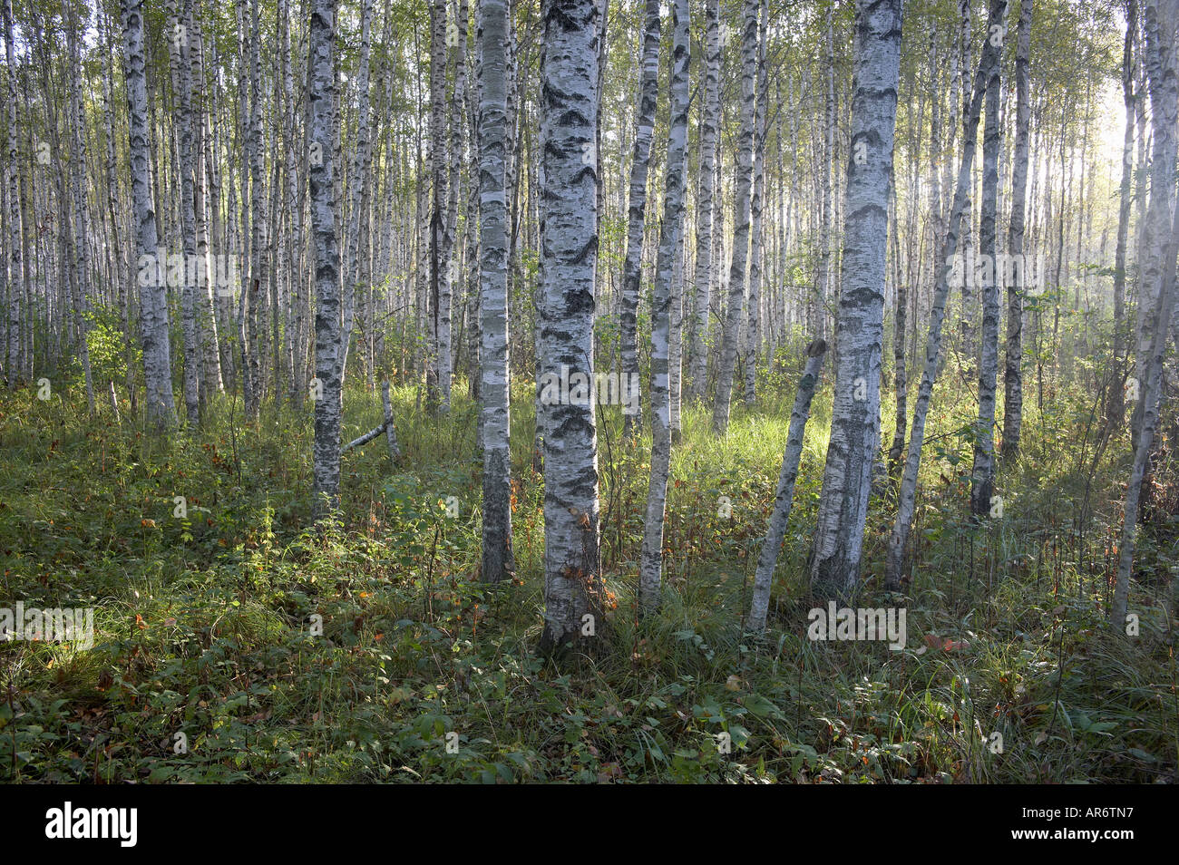 Birch leaves estonia hi-res stock photography and images - Alamy