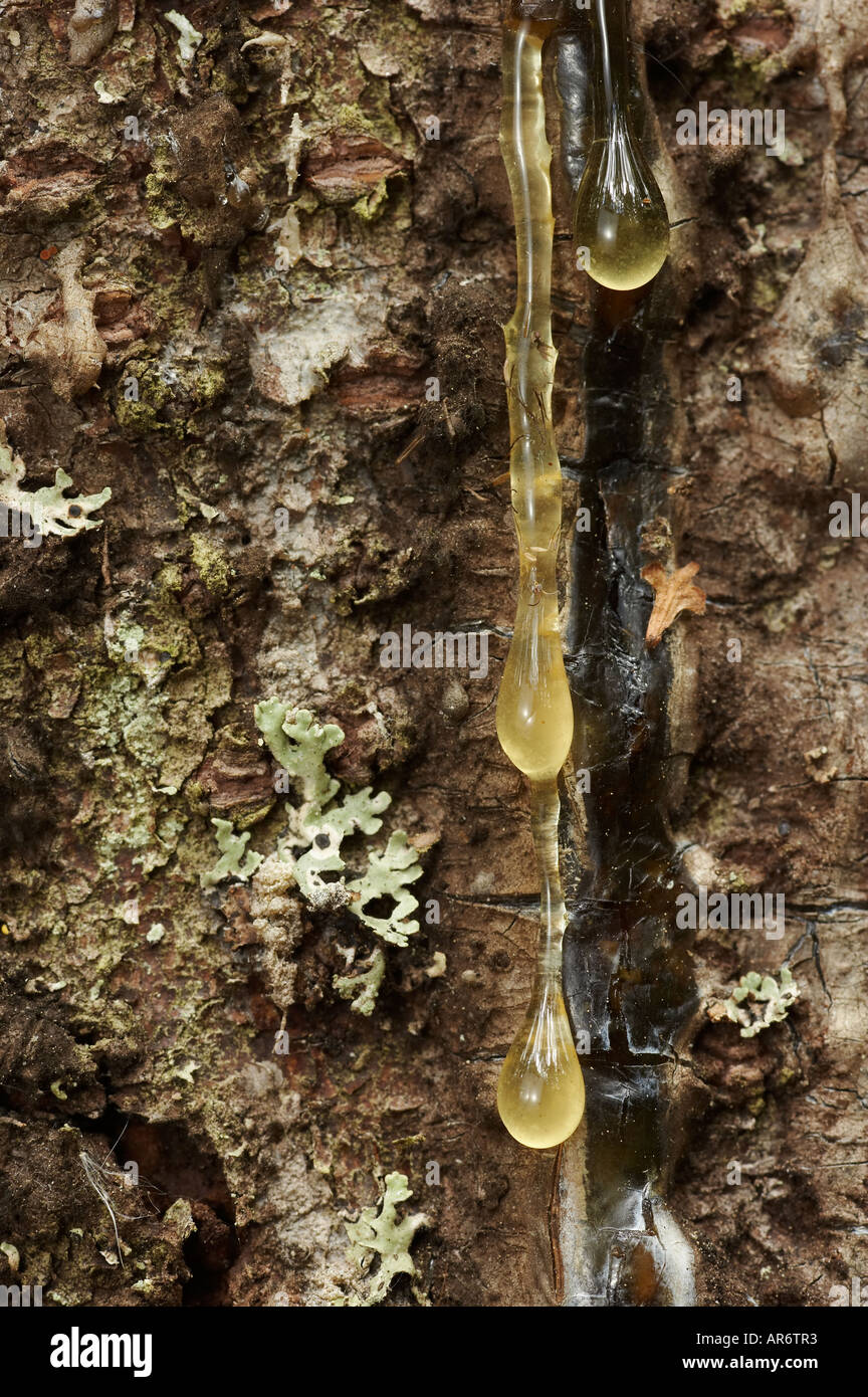 Spruce sap dripping from injured trunk Stock Photo - Alamy