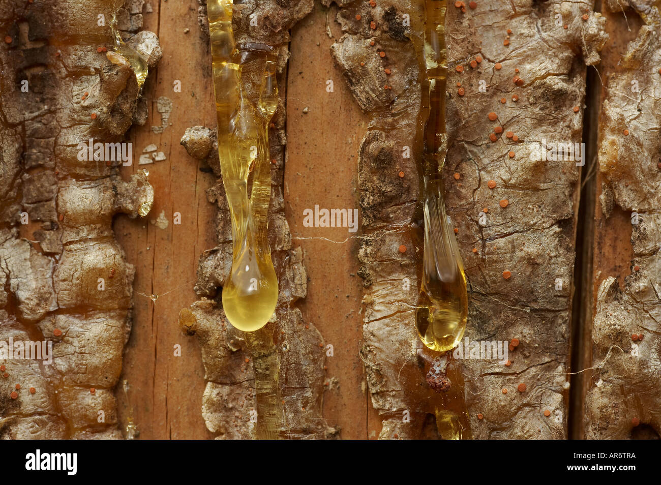 Oozing Sap Stock Photos & Oozing Sap Stock Images - Alamy