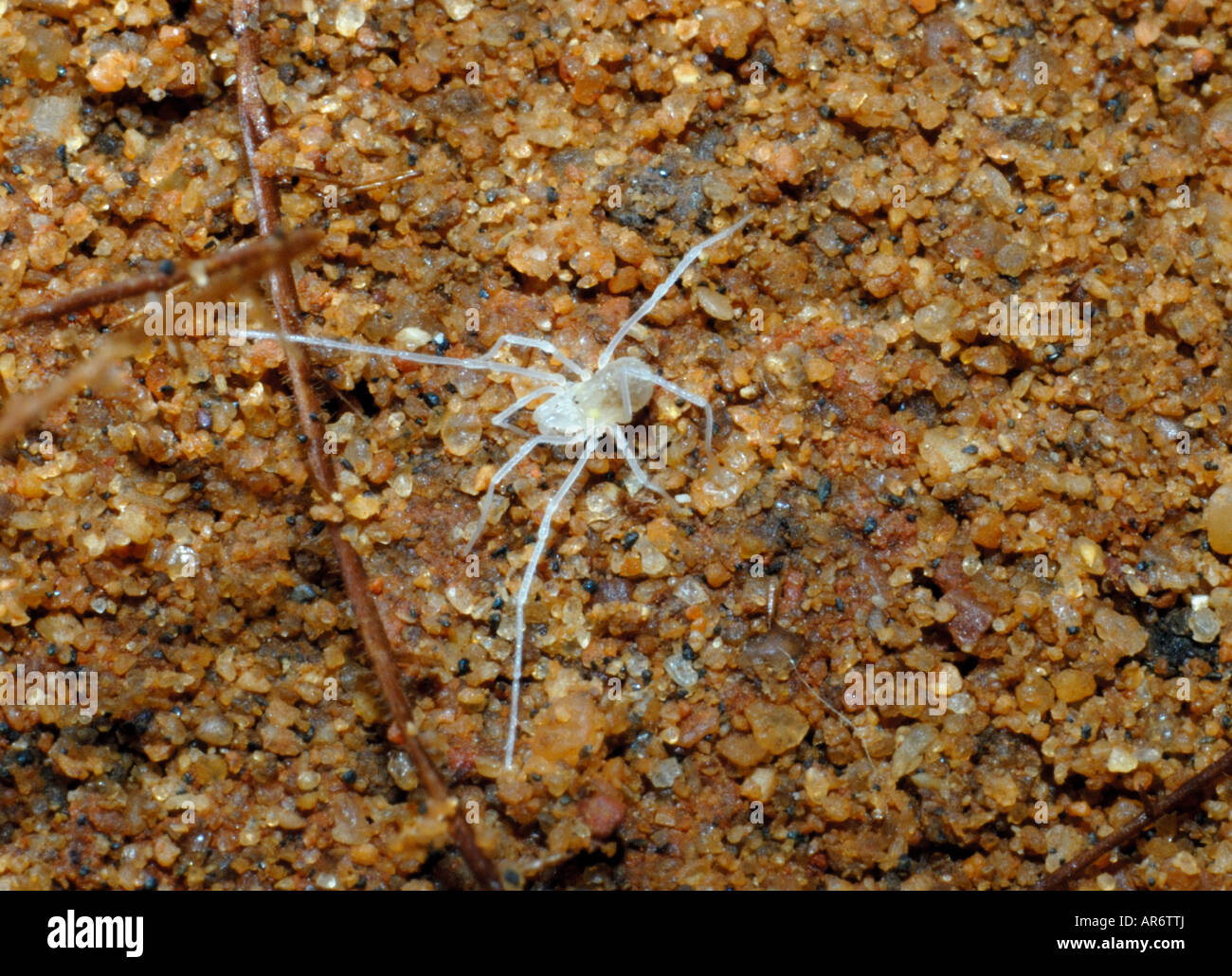 Harvestman insect hi-res stock photography and images - Alamy