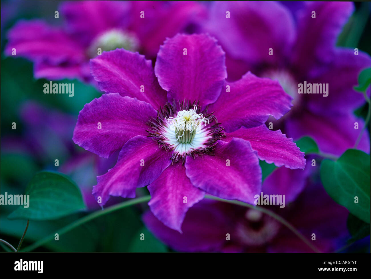 Clematis keith richardsco hi-res stock photography and images - Alamy