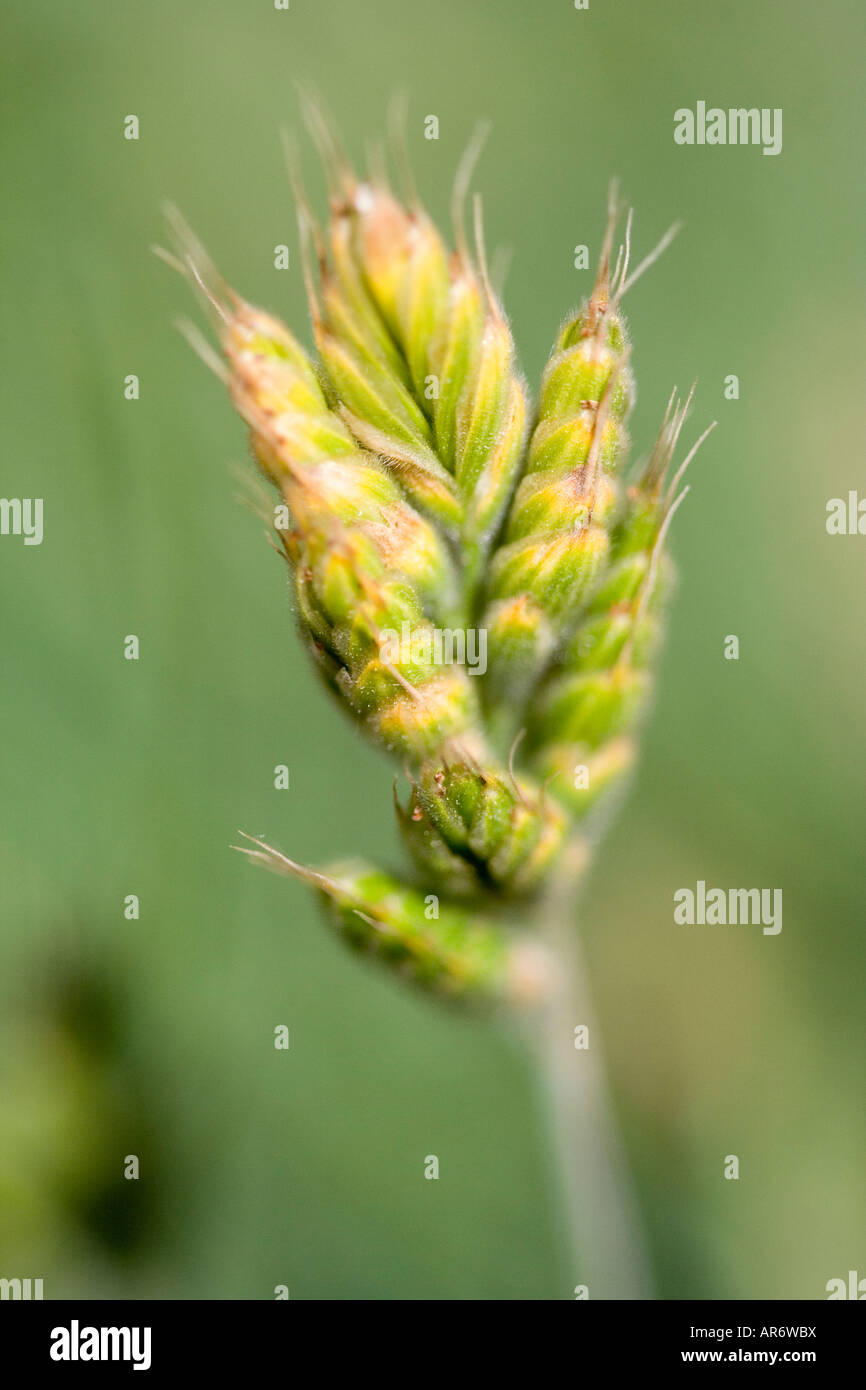 Grass Head Close up Stock Photo - Alamy