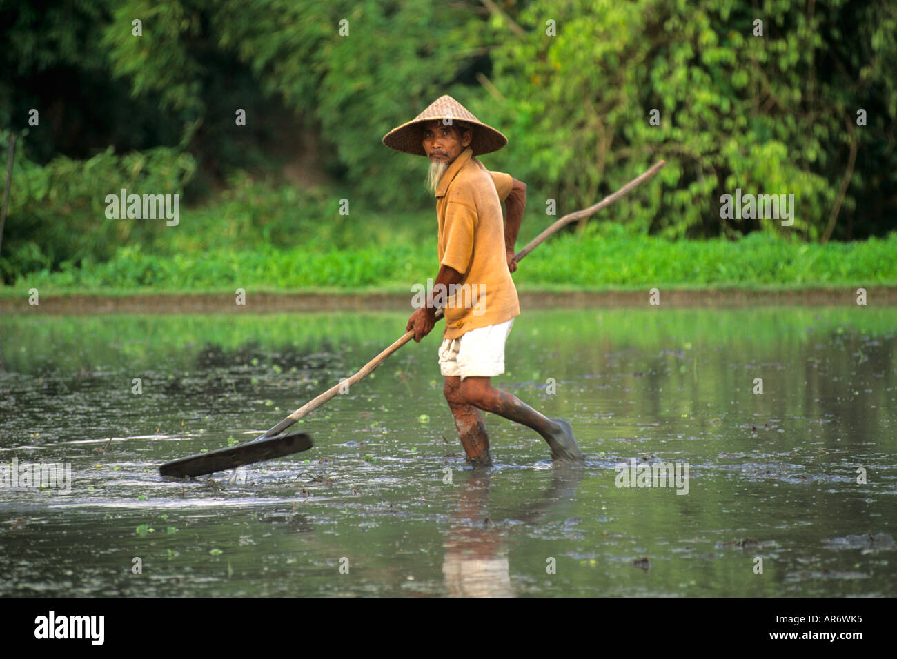 Old man doing traditional rice paddie farming with straw hat in flooded ...