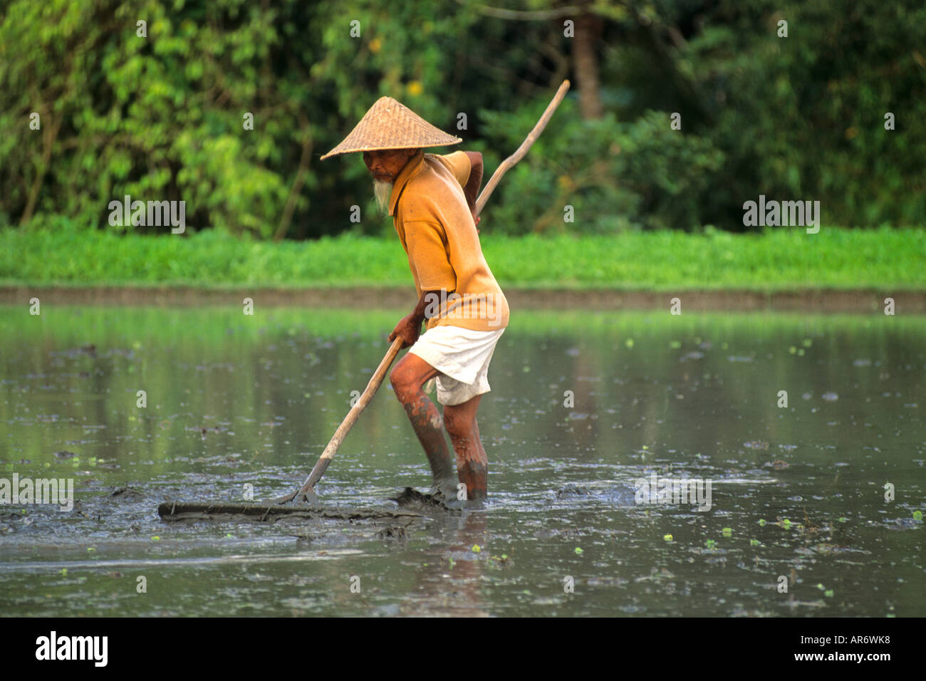 Old man doing traditional rice paddie farming with straw hat in flooded ...