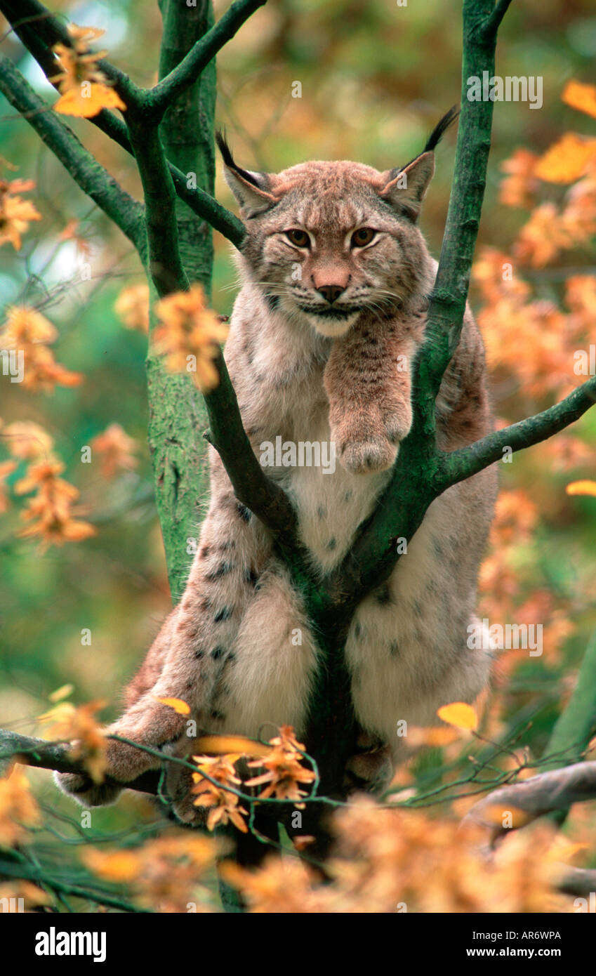 European Lynx, lynx lynx, Germany, Luchs Stock Photo - Alamy