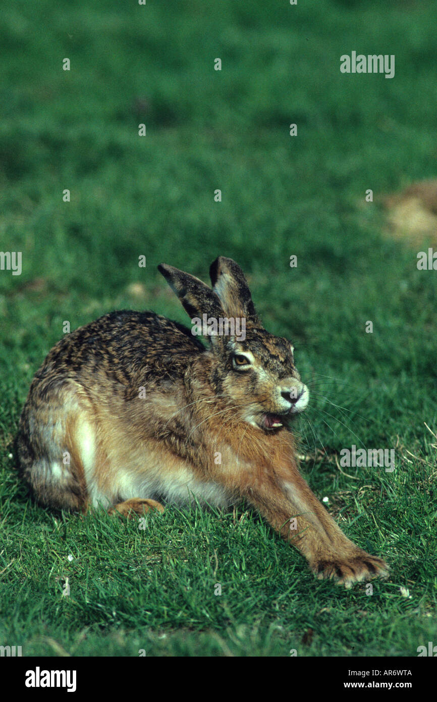 European field hare, Feldhase, Lepus europaeus, Middle Europe Stock ...
