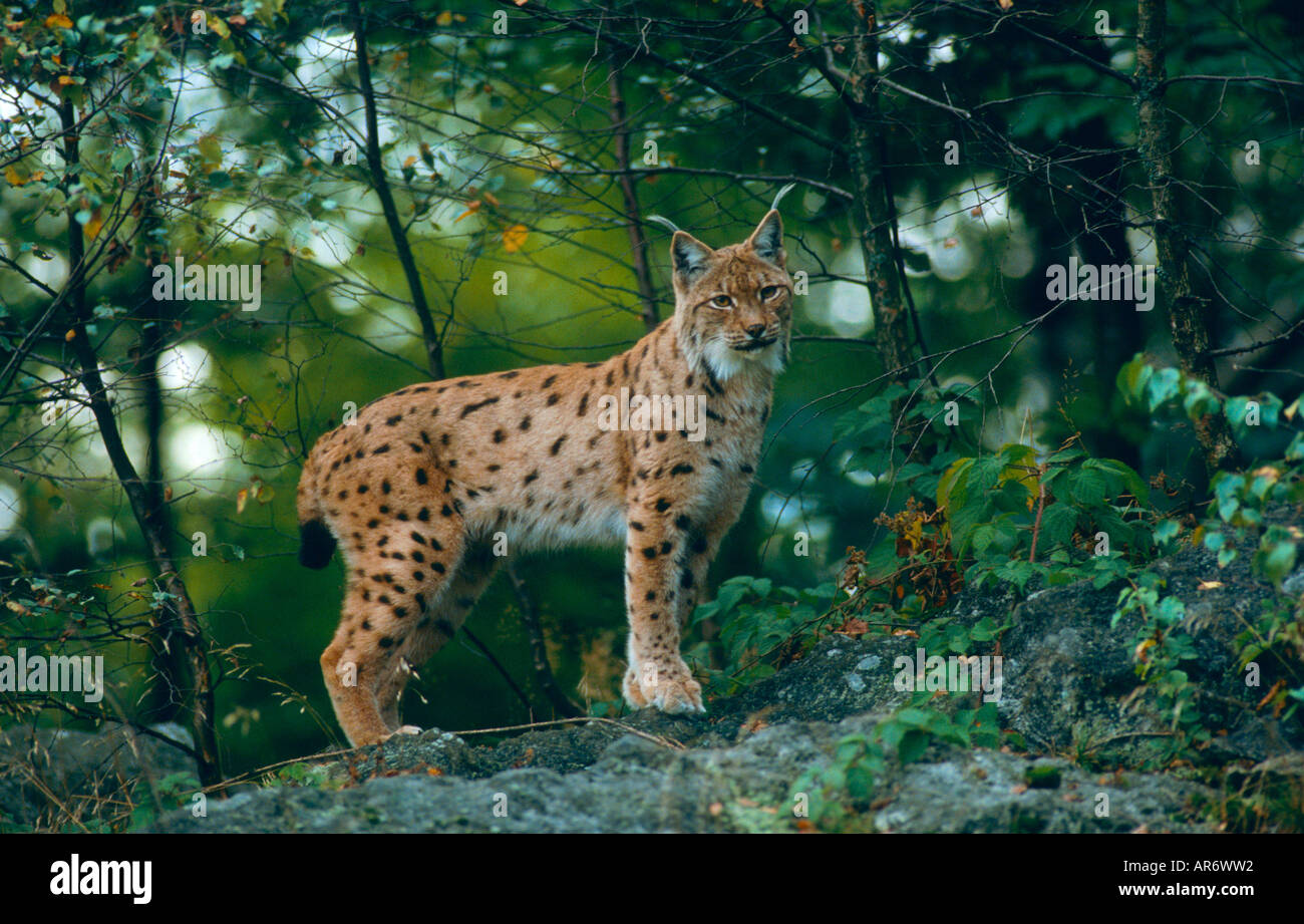 Ar6ww2 luchs lynx lynx bavaria hi-res stock photography and images - Alamy