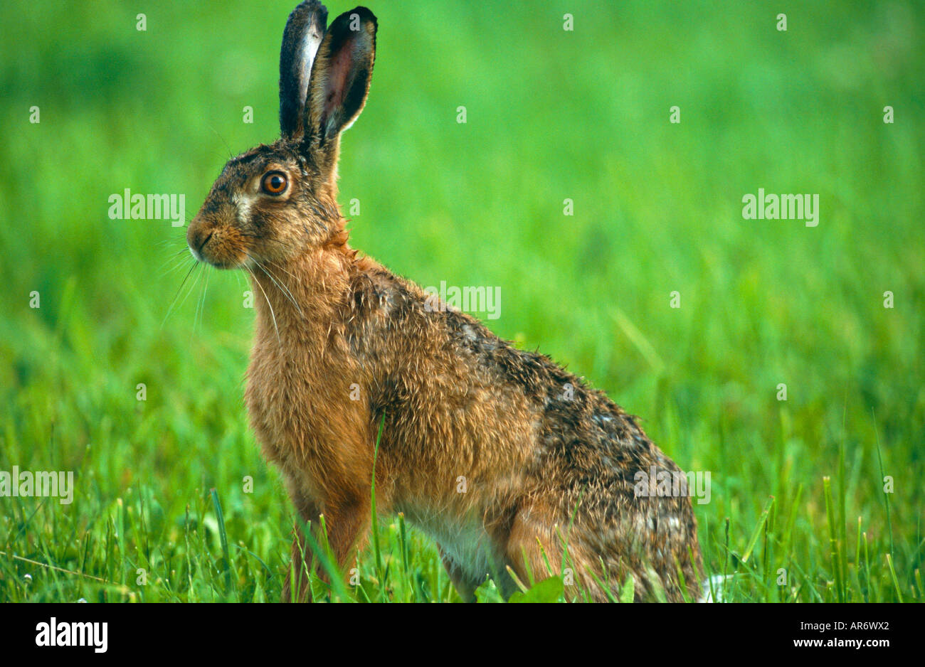 European field hare, Feldhase, Lepus europaeus, Middle Europe Eifel ...