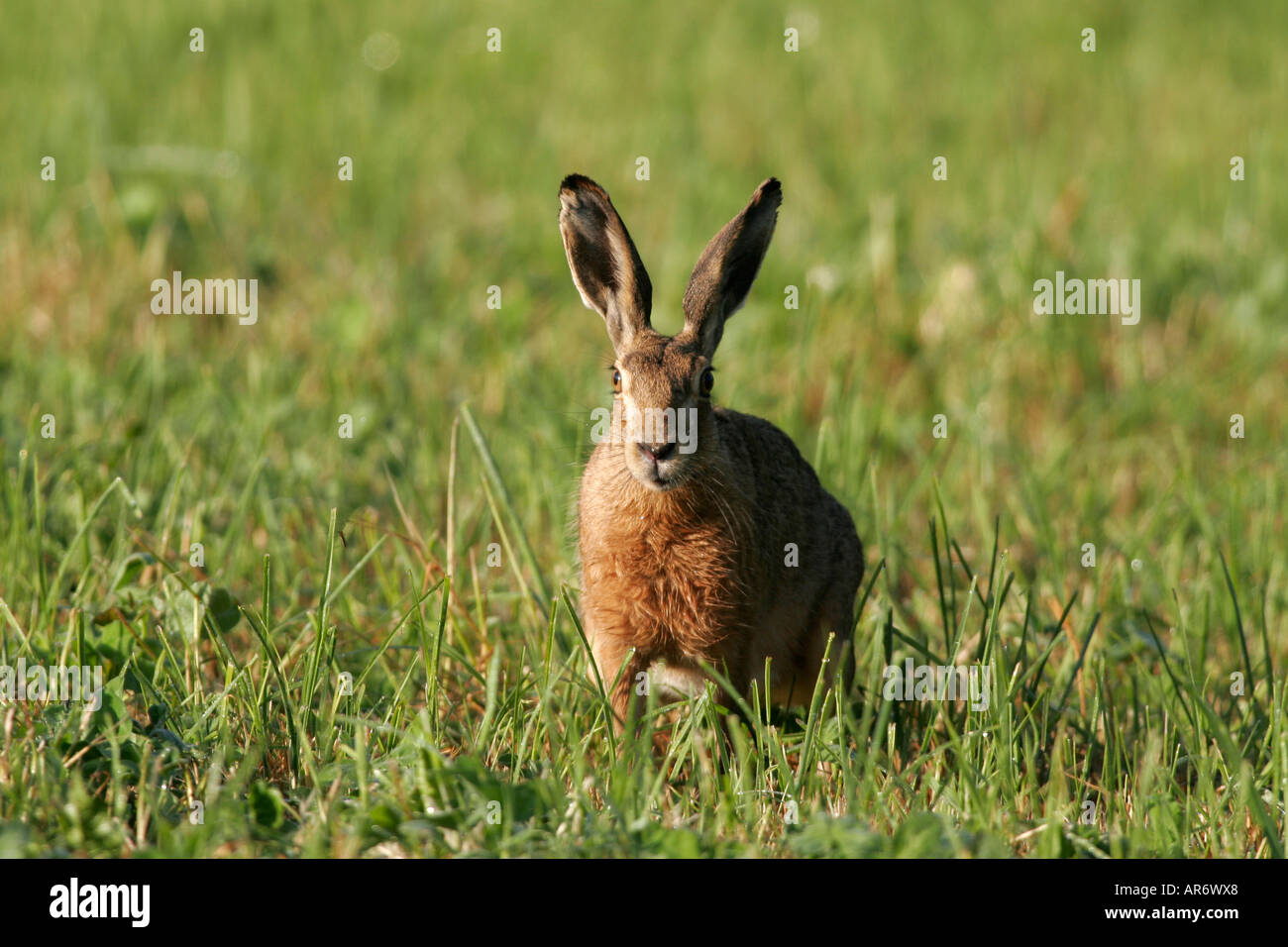 European field hare, Feldhase, Lepus europaeus, Middle Europe Stock ...