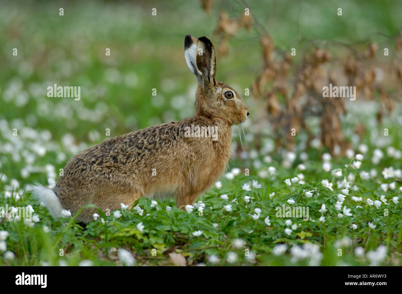 European field hare, Feldhase, Lepus europaeus, Middle Europe Stock ...
