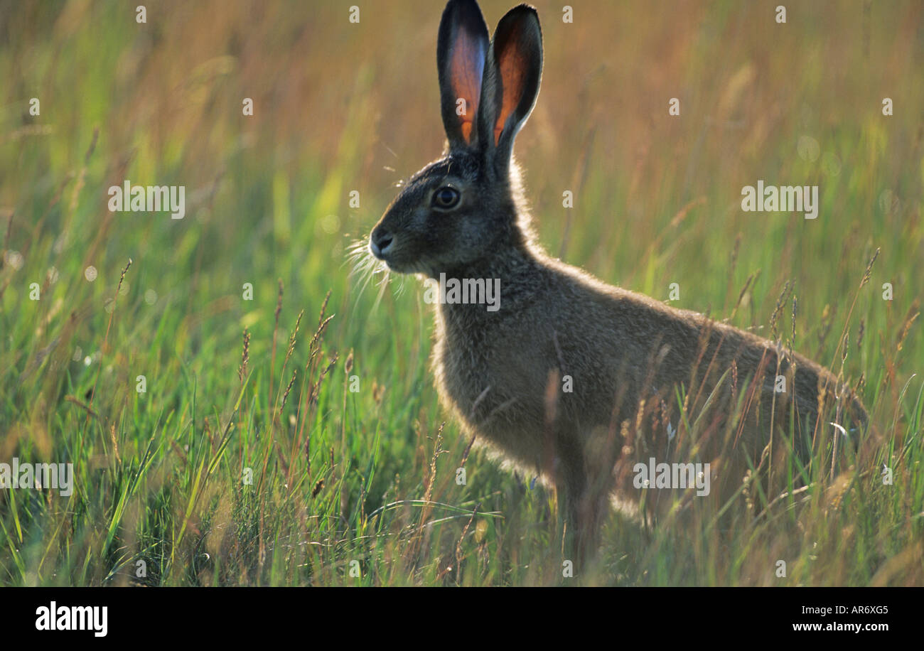 European field hare, Feldhase, Lepus europaeus, Middle Europe Stock ...