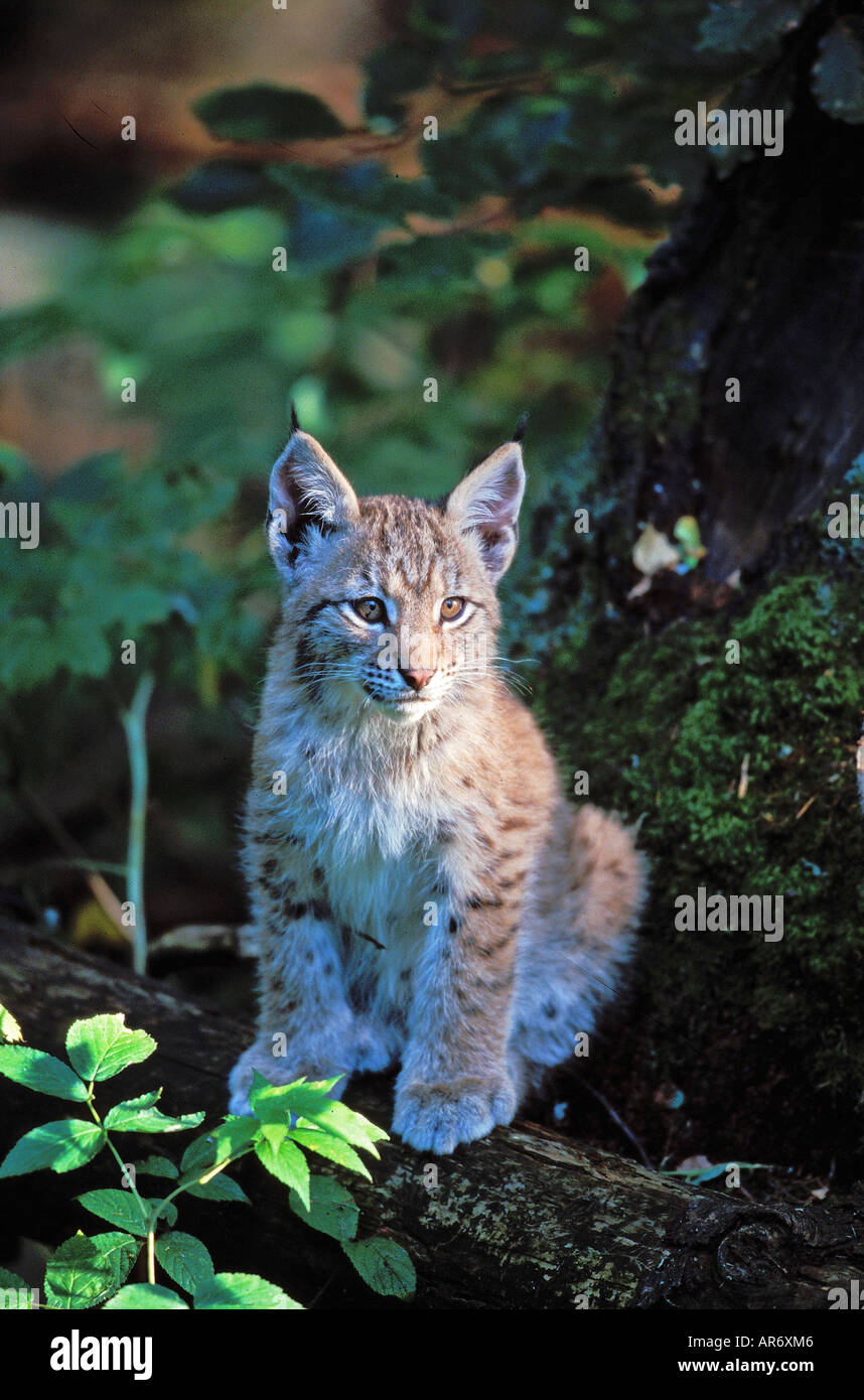 Luchs Junger Lynx lynx Lynx cub animals Saeugetiere mammals Raubtiere ...