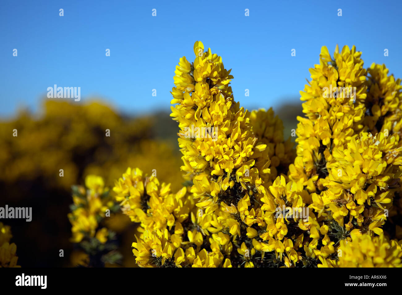 Furze plant hi-res stock photography and images - Alamy