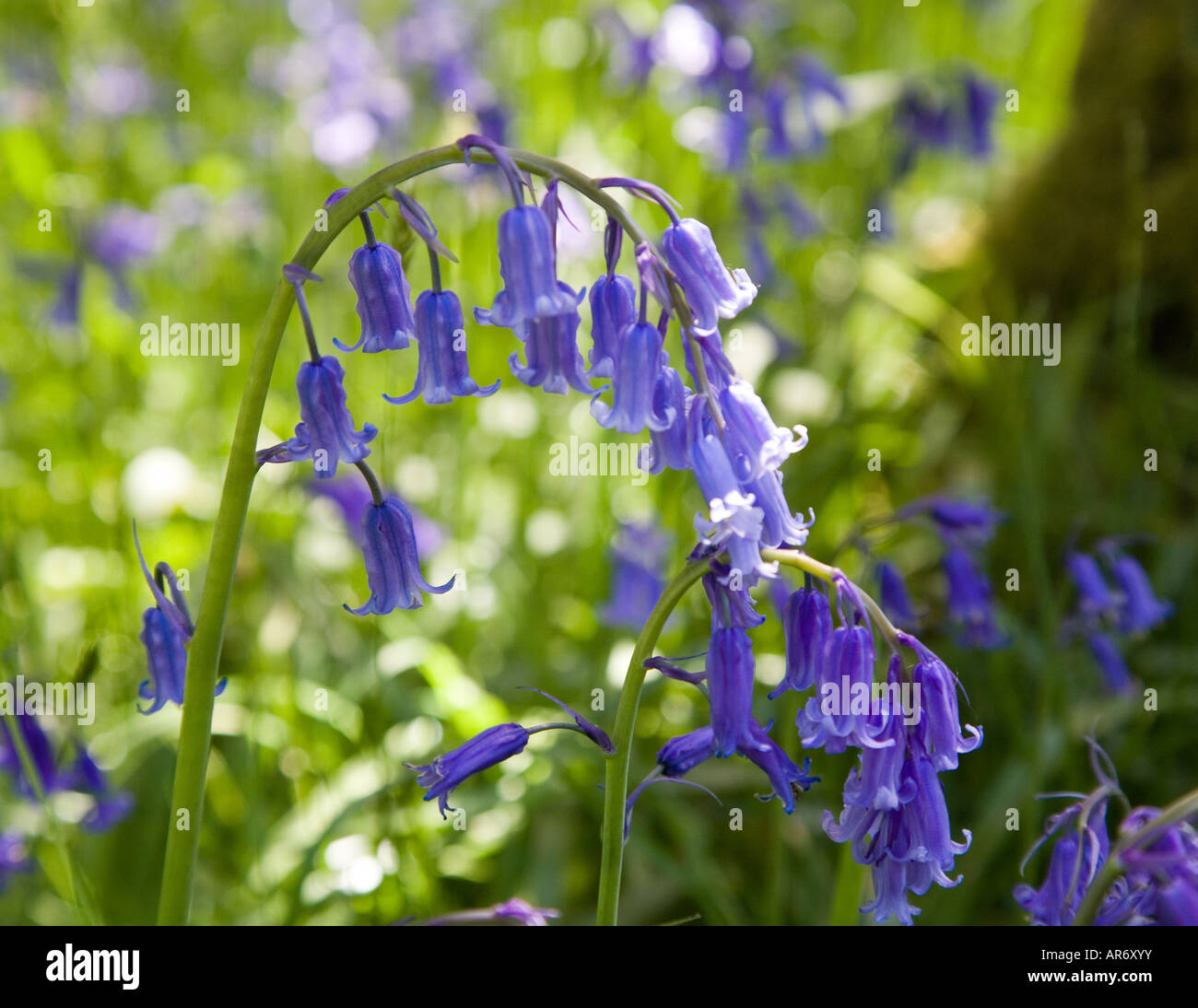 Bluebells in late Spring Stock Photo - Alamy