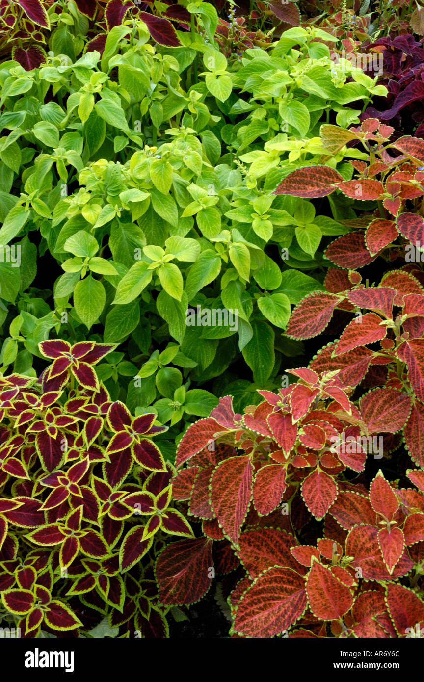 Variety of colourful coleus shrub bushes Stock Photo - Alamy