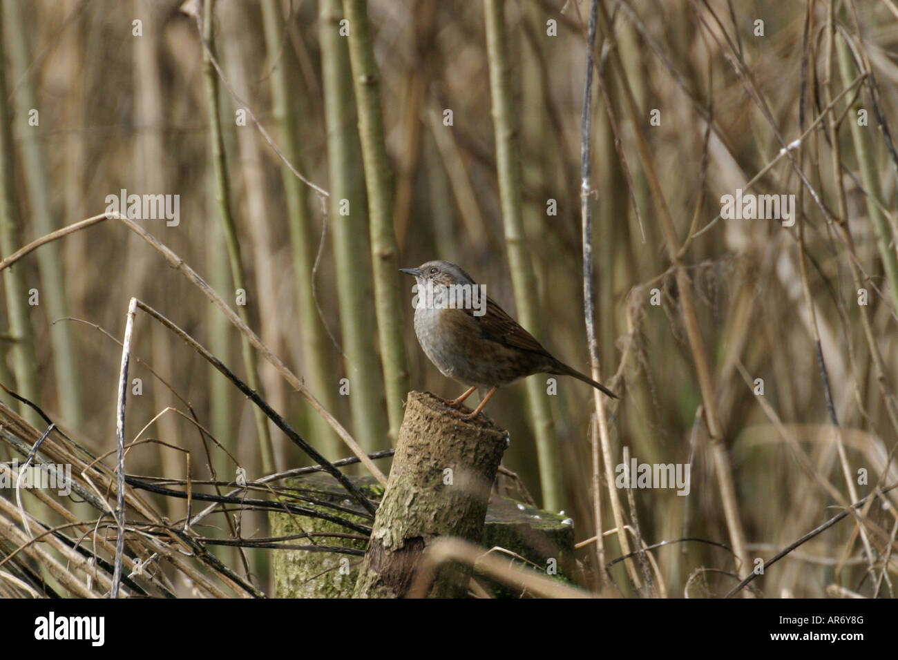 Dunnock, or Hedge Accentor Stock Photo - Alamy