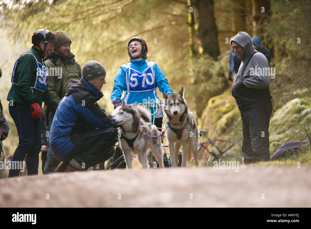 Dog Sport Scotland Husky Huskies sled dog team with female rider await ...
