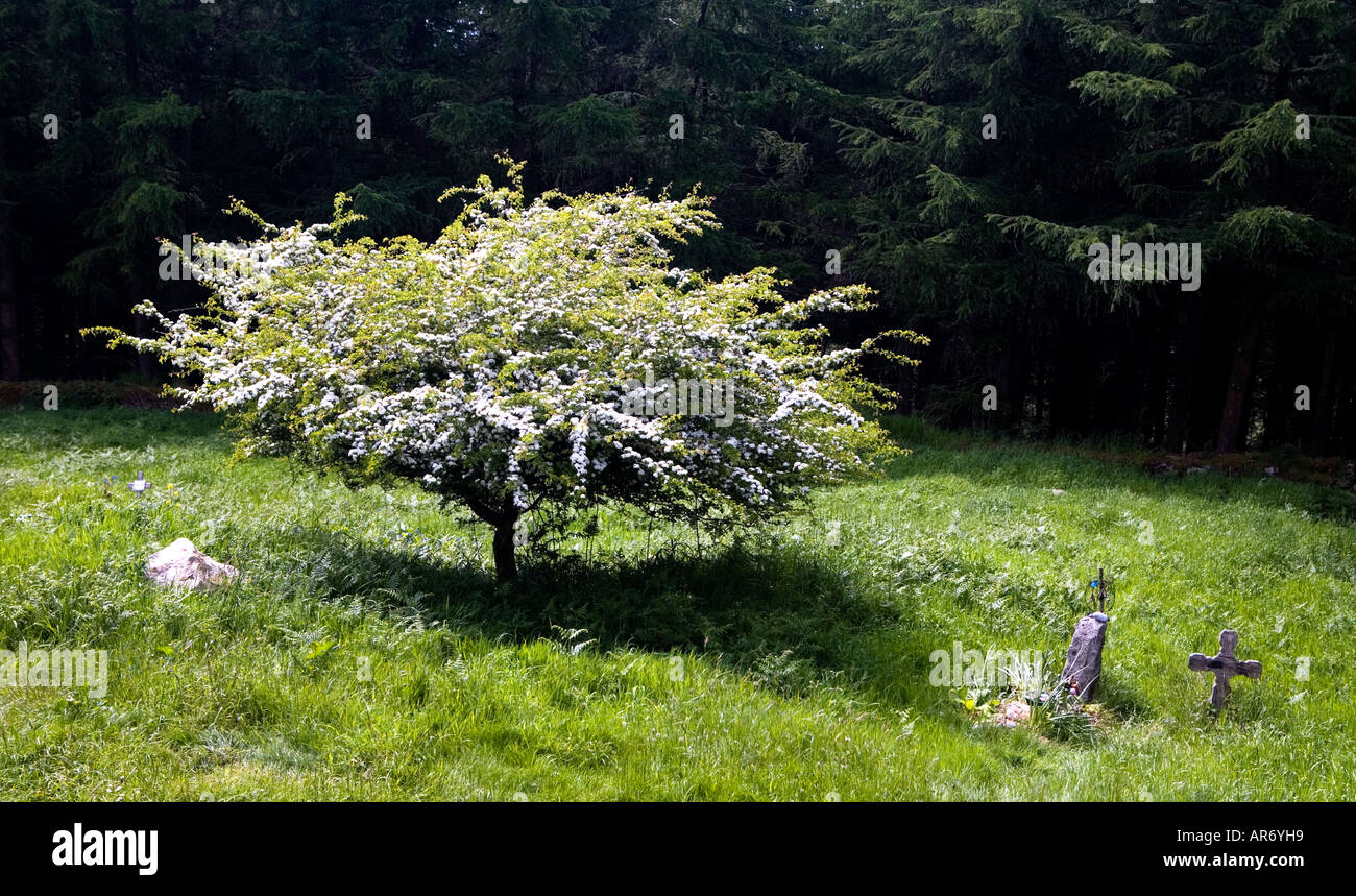 Graveyard tree hi-res stock photography and images - Alamy