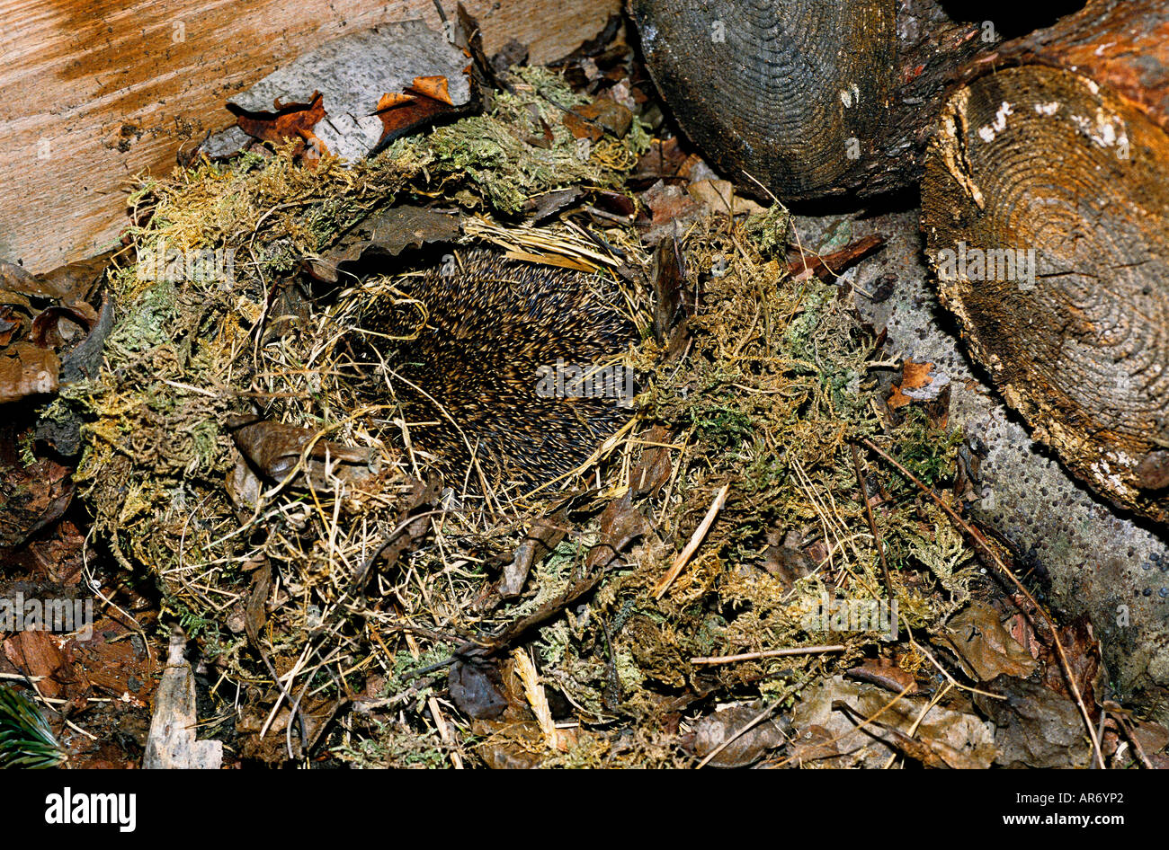 Hedgehog defence hi-res stock photography and images - Alamy