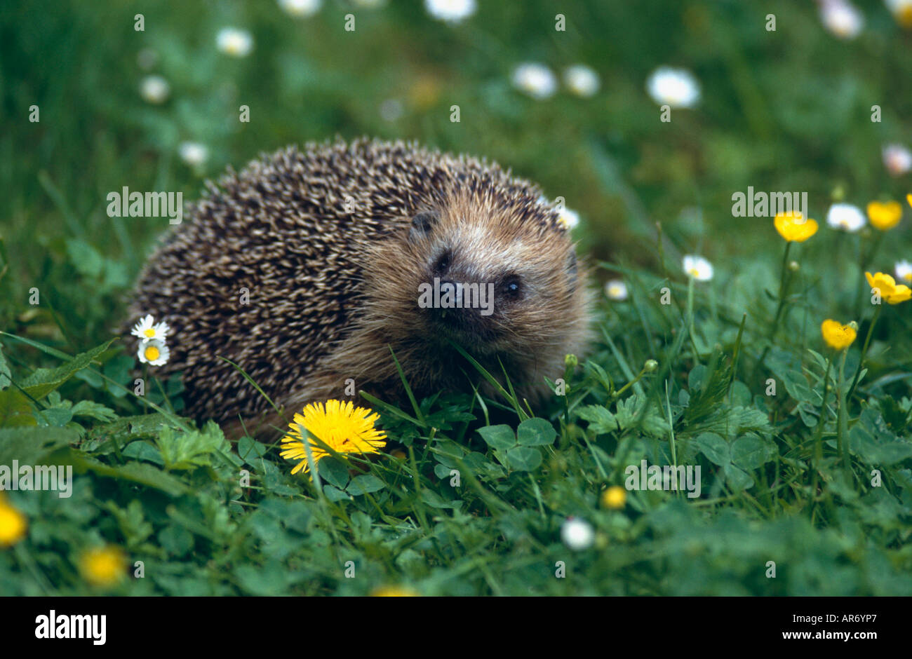 Igel Western Hedgehog germany deutschland erinaceus europaeus Stock ...