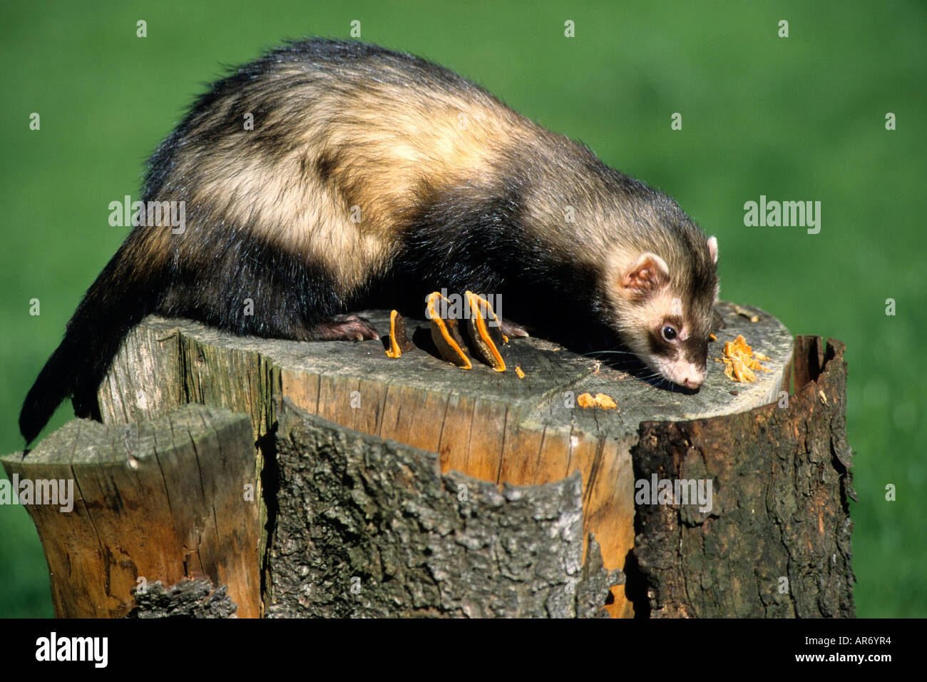 European Polecat, Itlis, Europe Stock Photo - Alamy