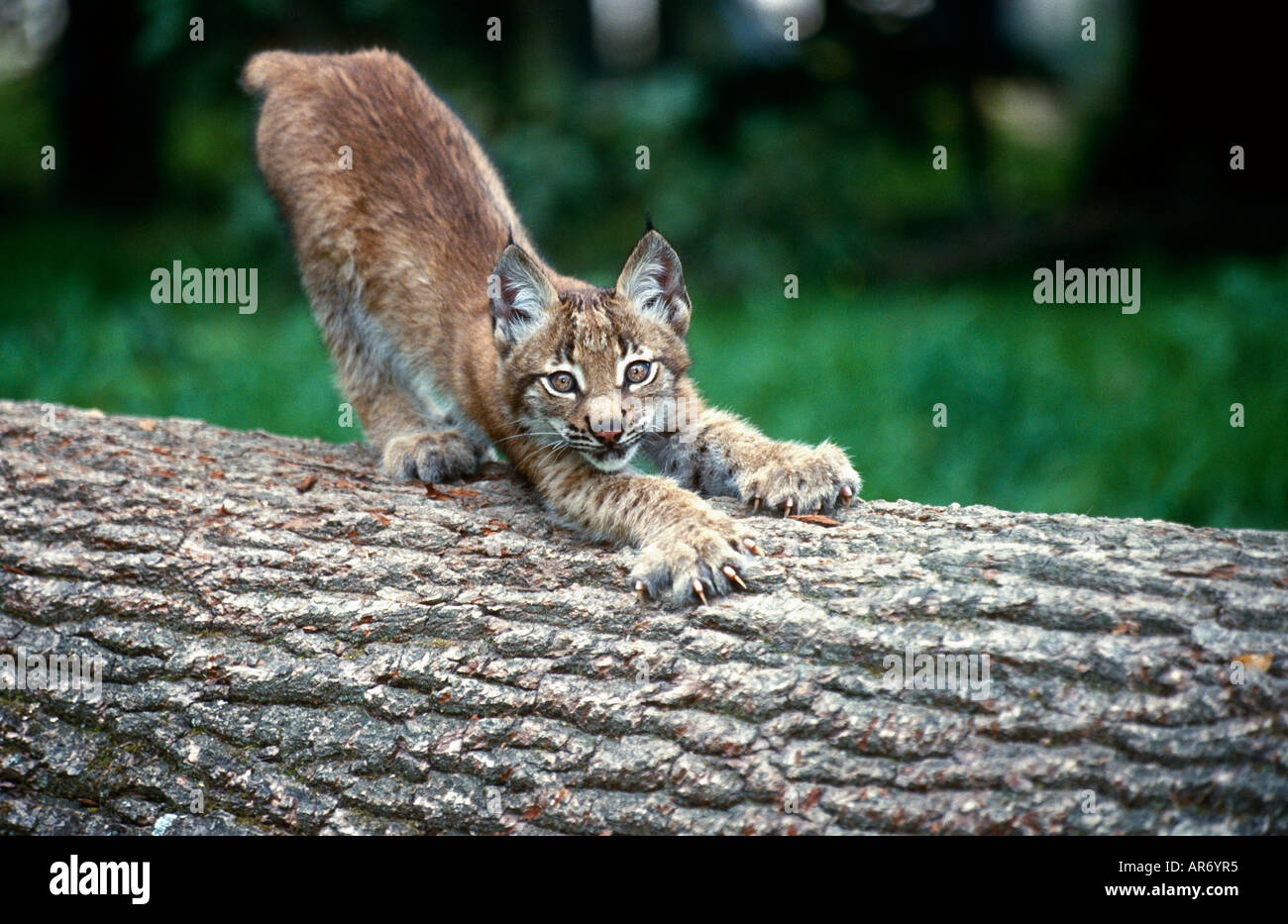 Sharp lynx hi-res stock photography and images - Alamy