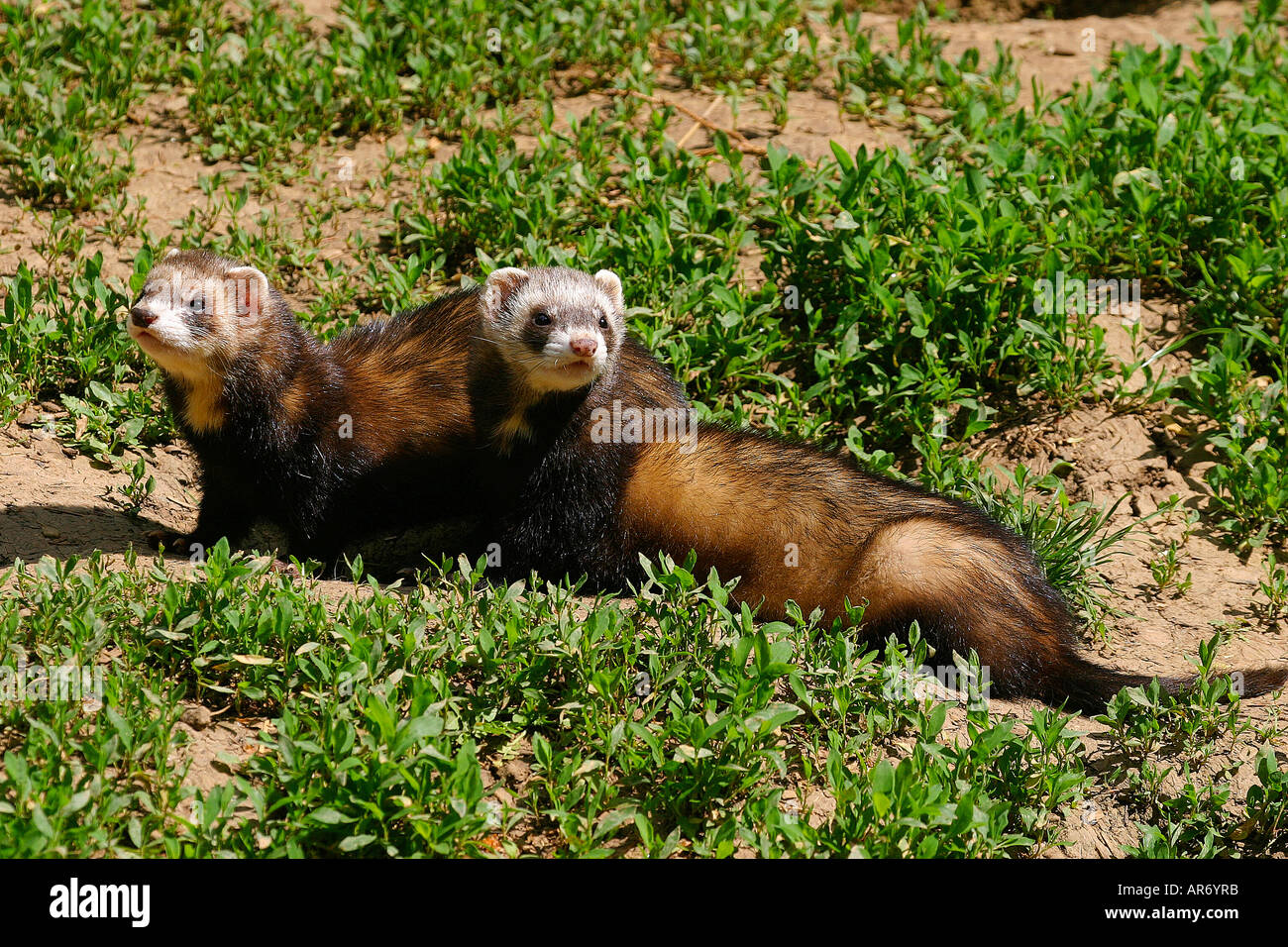 European Polecat, Itlis, Europe Stock Photo - Alamy