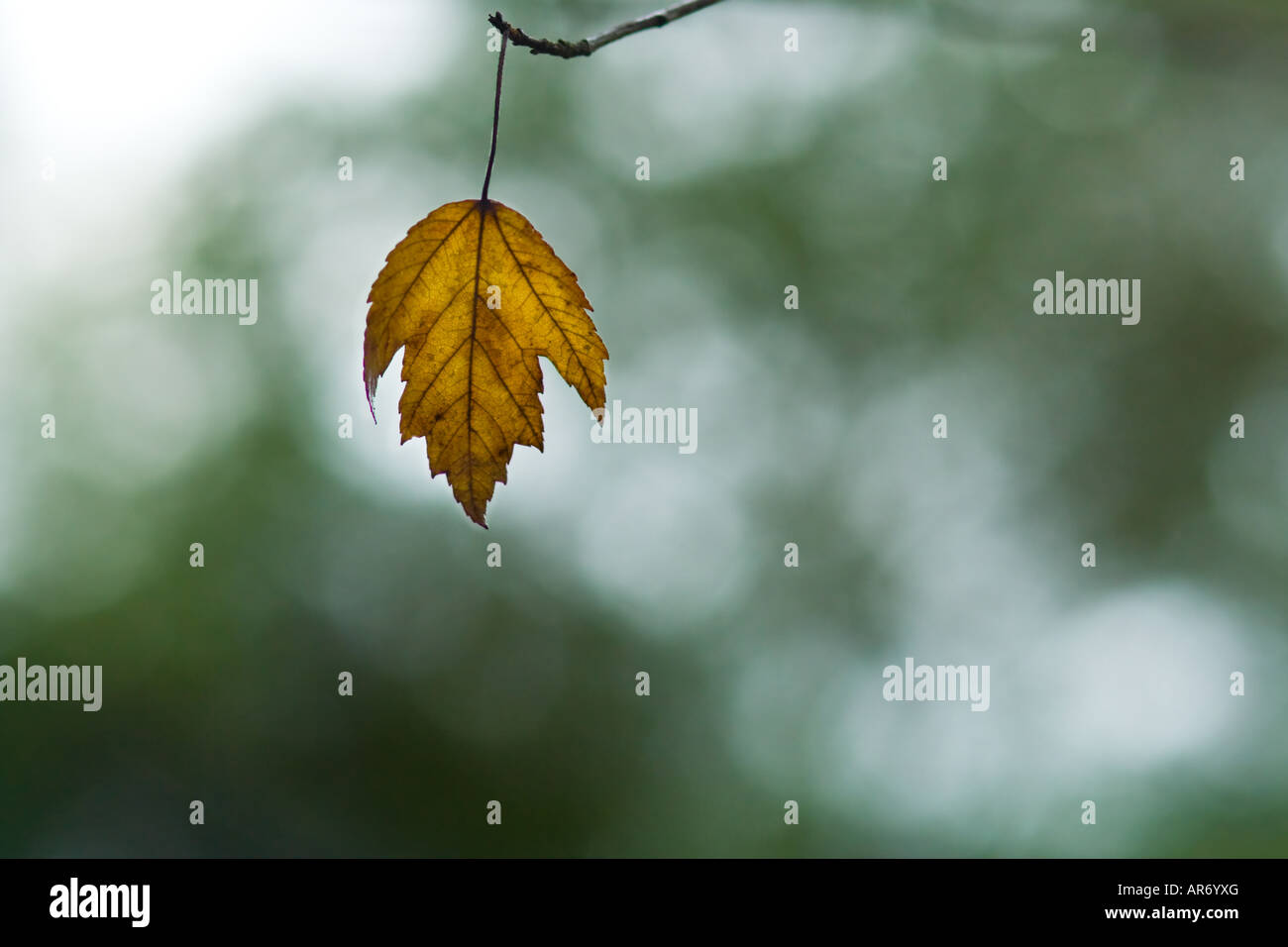 A single leaf about to fall Stock Photo - Alamy