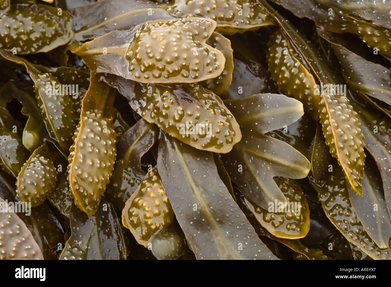 Close-up detail of Bladder Wrack seaweed Stock Photo - Alamy