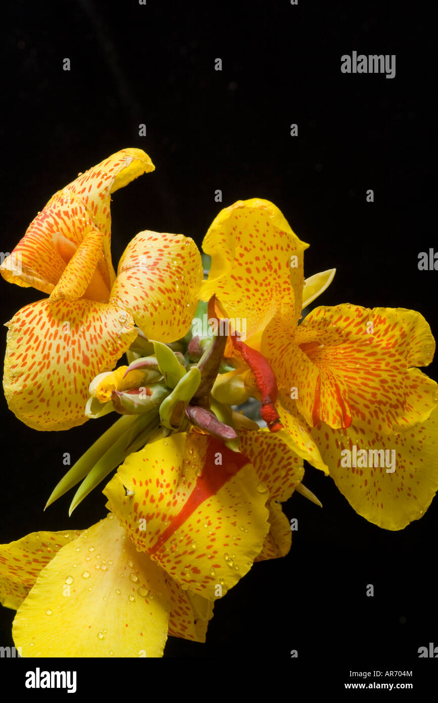 Canna lily cleopatra hi-res stock photography and images - Alamy