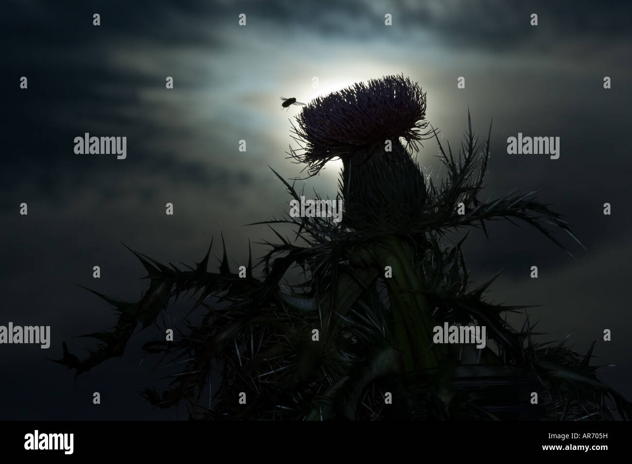 Bee flying to Thistle Stock Photo - Alamy