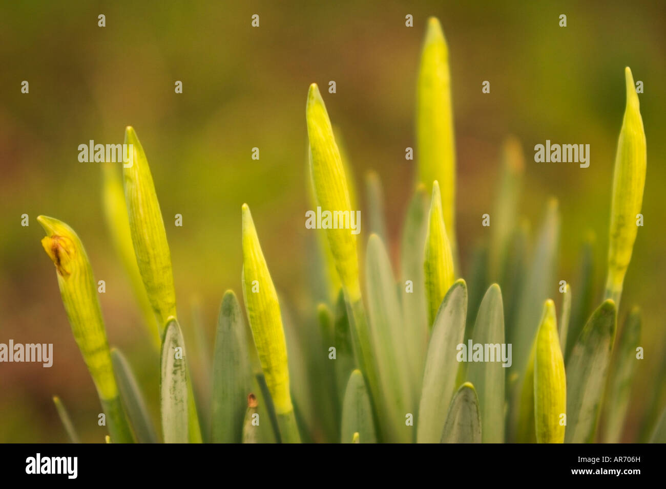 Budding plant uk hi-res stock photography and images - Alamy