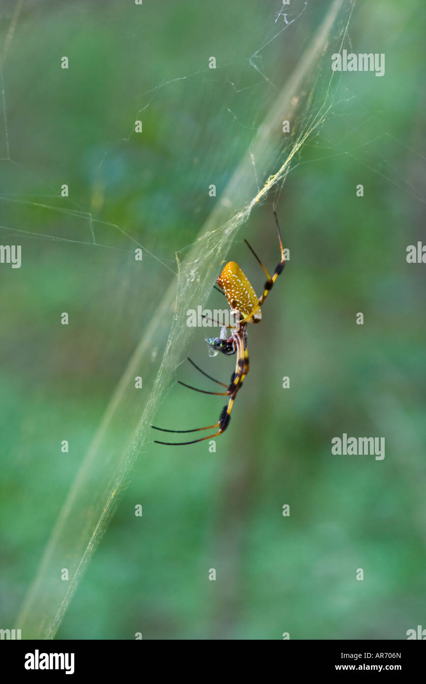 Spider in web Stock Photo - Alamy
