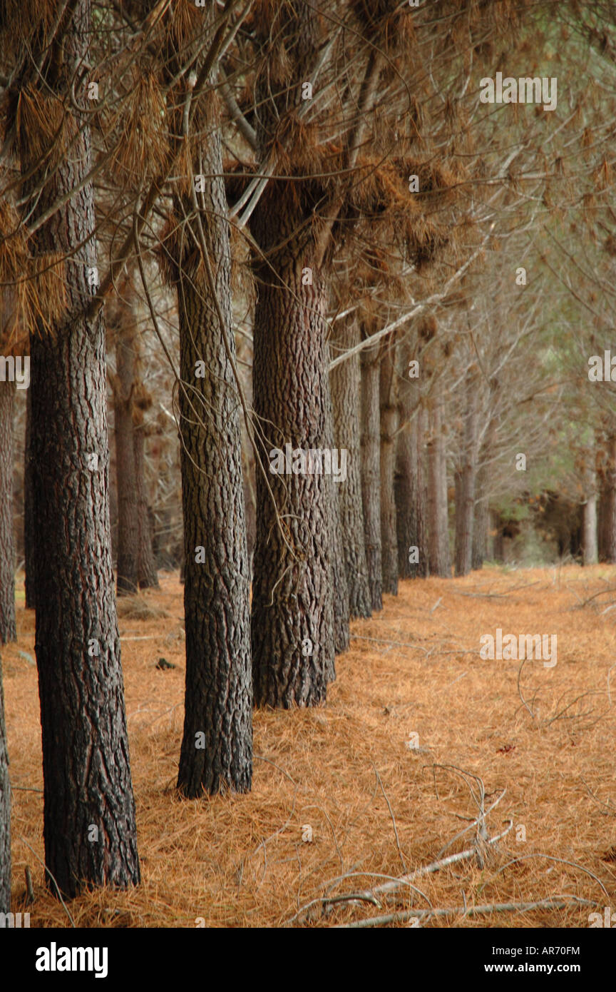 Radiata pine plantation hi-res stock photography and images - Alamy