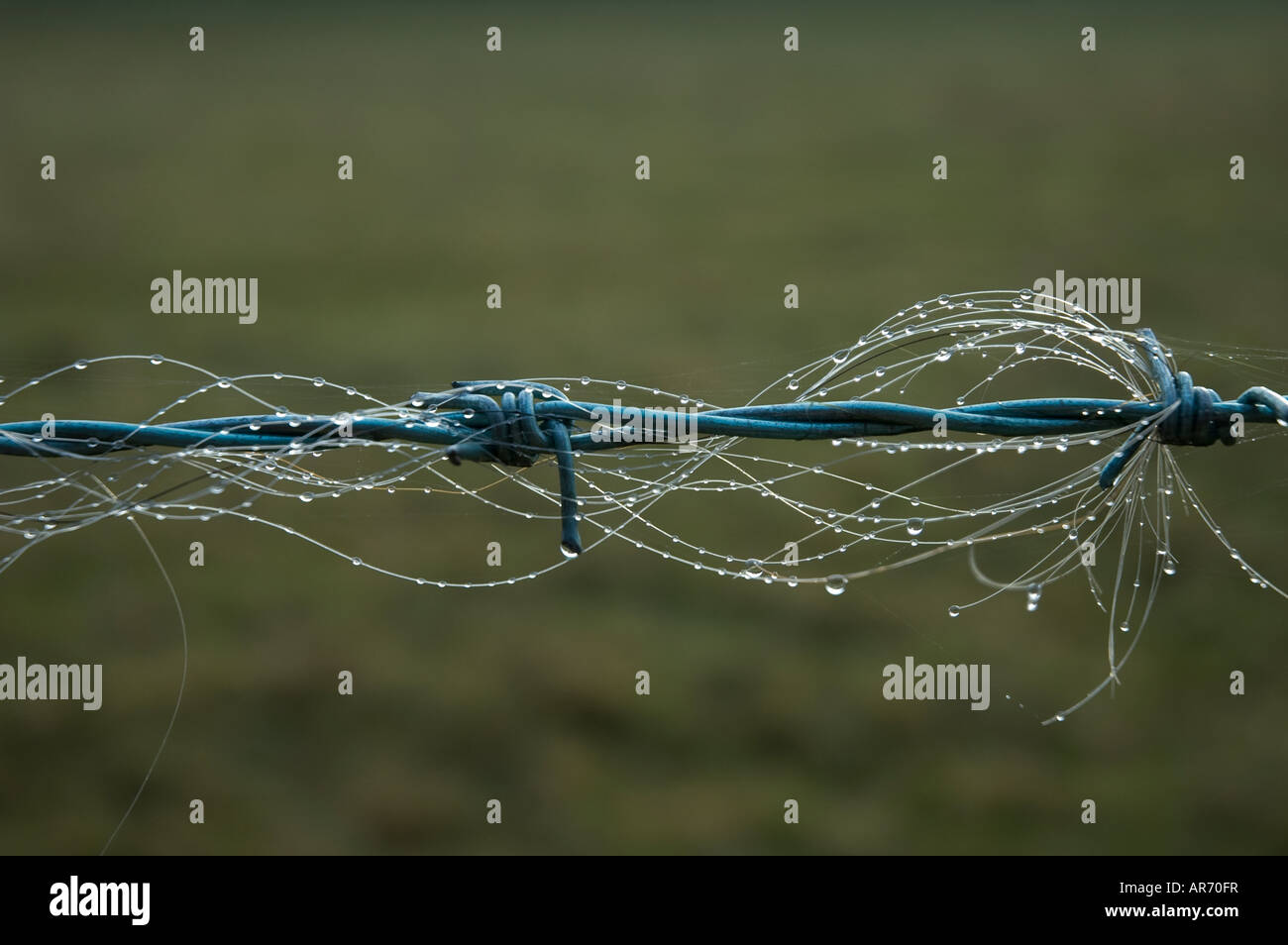 Barb wire and sheep hair Stock Photo - Alamy
