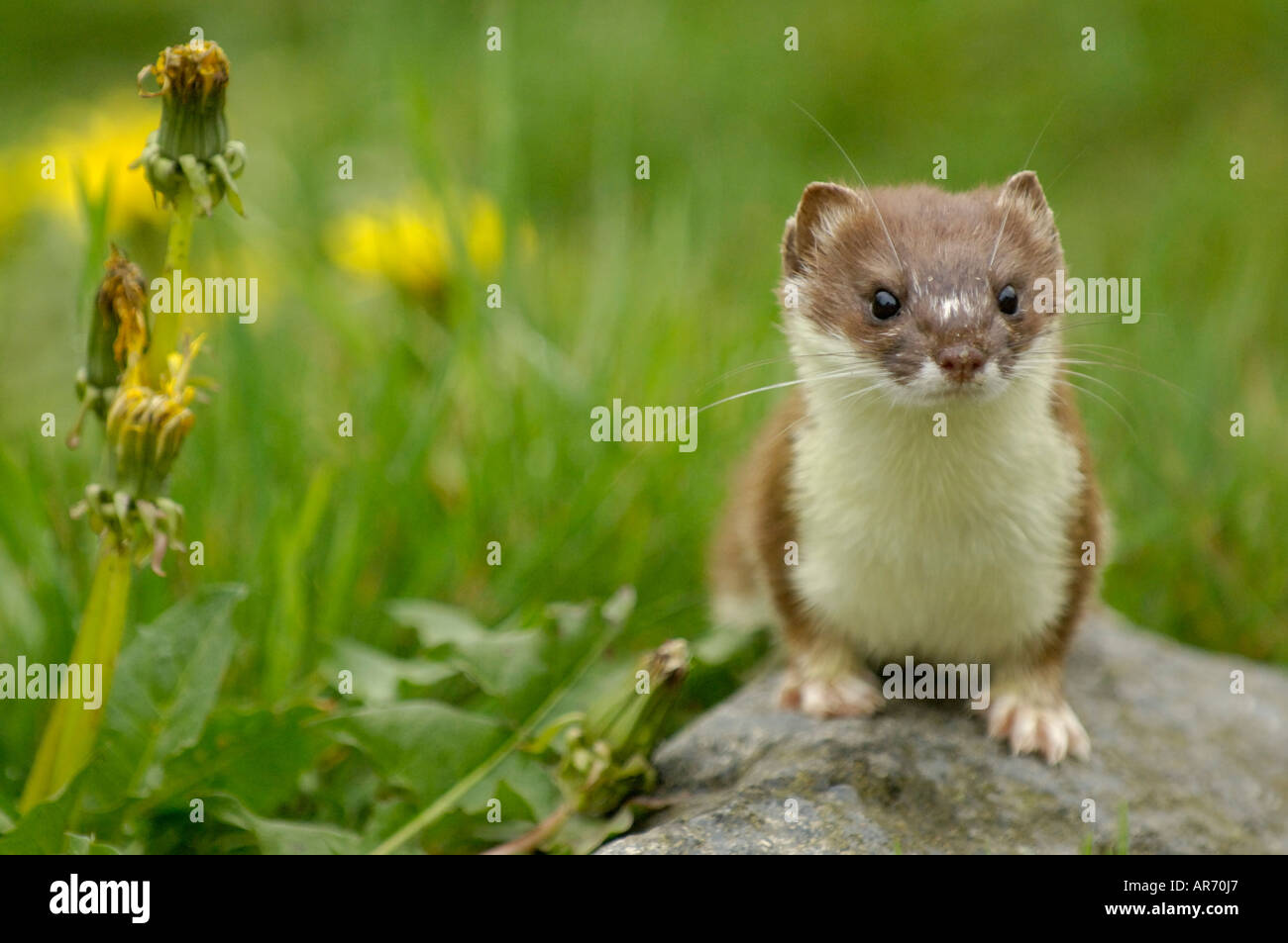 Least Weasel, Mauswiesel, Mustela nivalis, Europe Stock Photo - Alamy