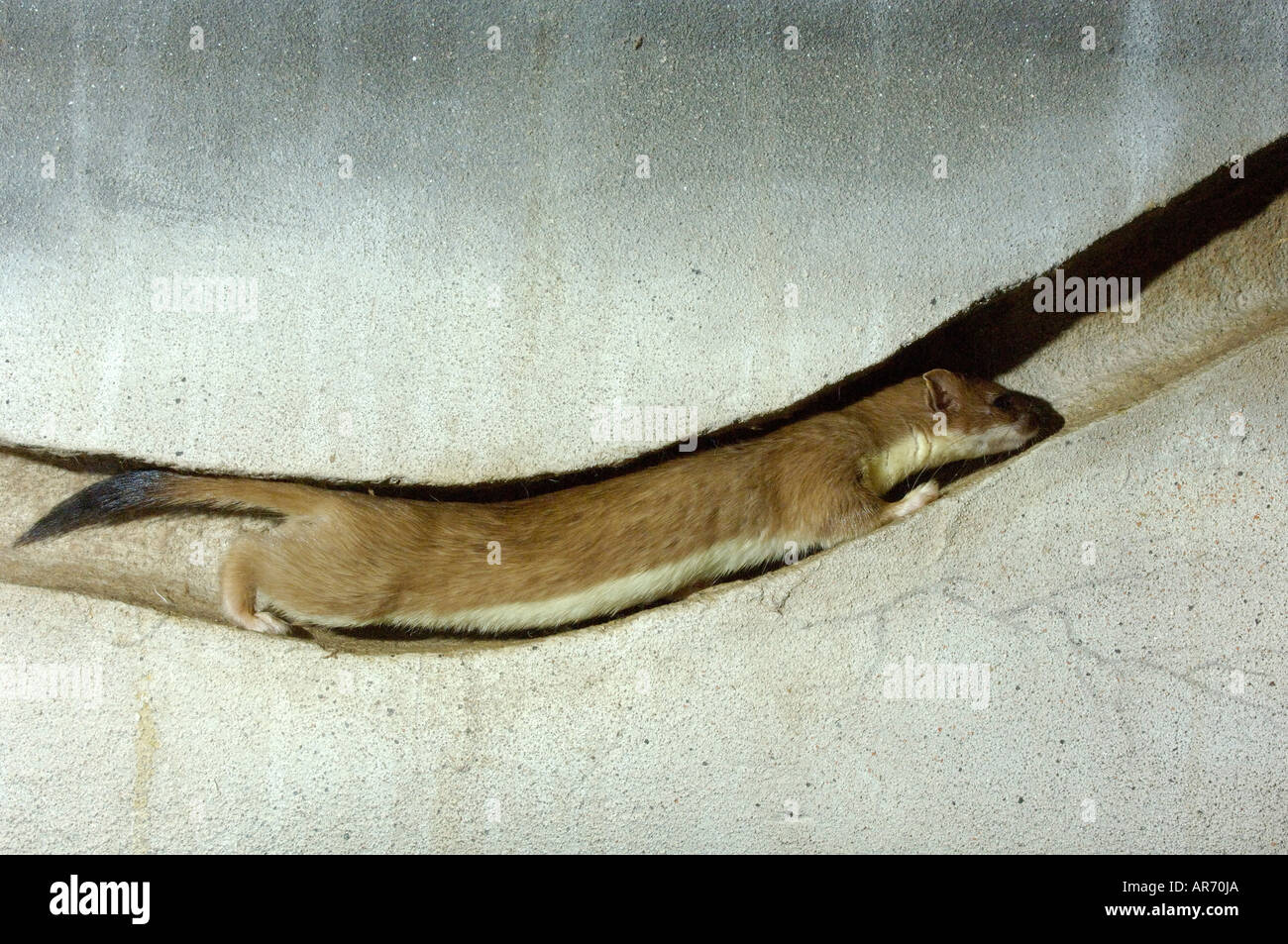 Least Weasel, Mauswiesel, Mustela nivalis, Europe Stock Photo - Alamy